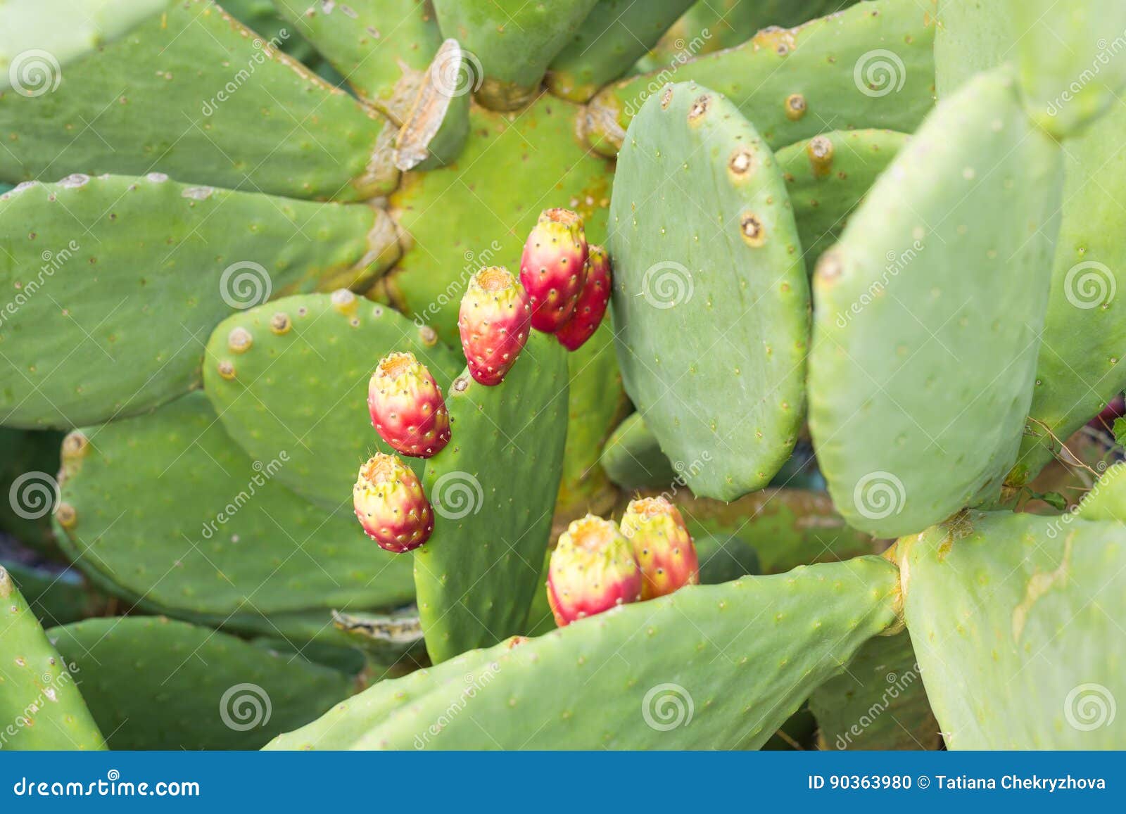 Cactus Del Higo Chumbo Con La Fruta Foto de archivo - Imagen de sano ...