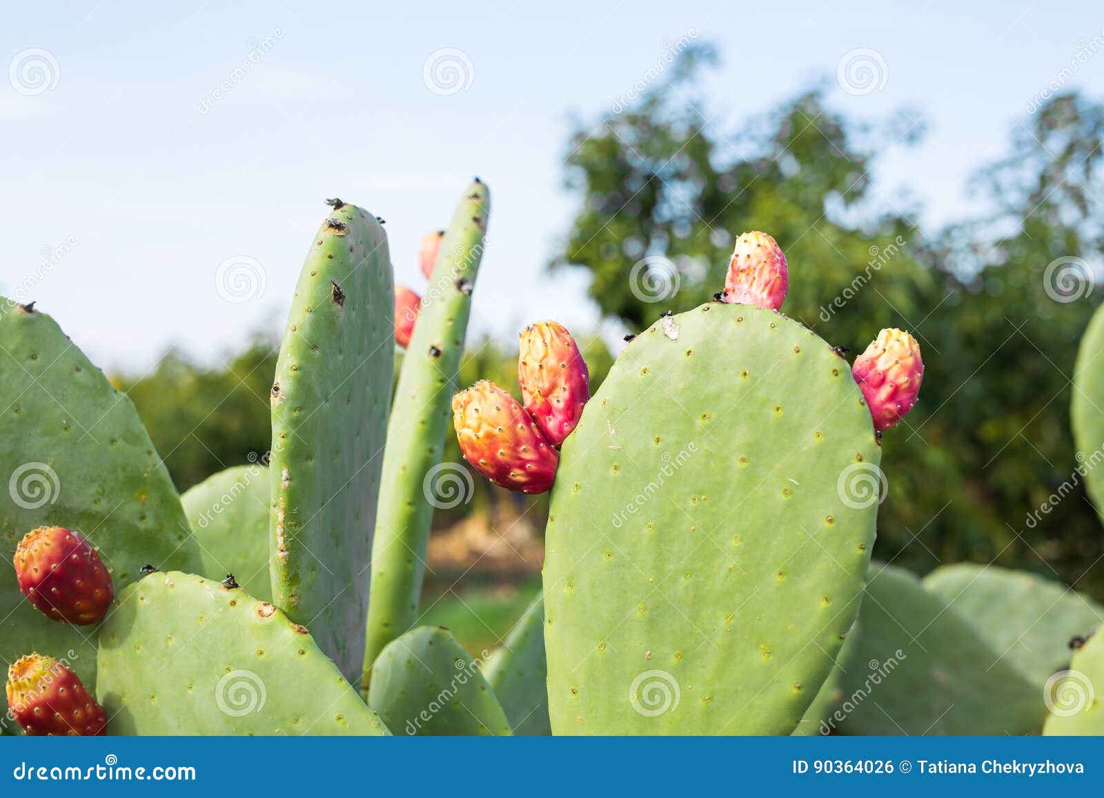 Cactus Del Higo Chumbo Con La Fruta Foto de archivo - Imagen de fruta ...