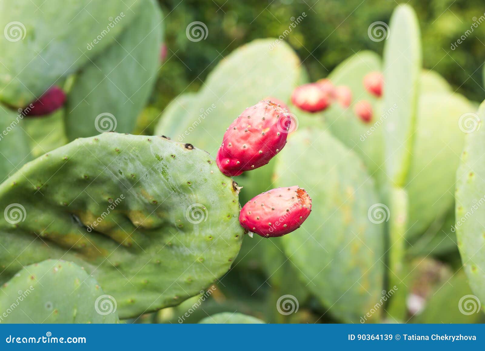 Cactus Del Higo Chumbo Con La Fruta Imagen de archivo - Imagen de fruta ...