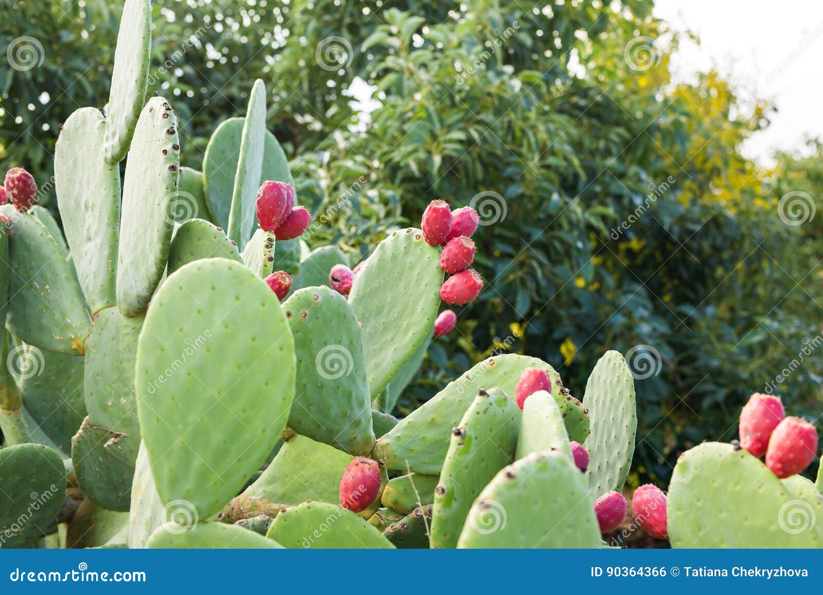 Cactus Del Higo Chumbo Con La Fruta Foto de archivo - Imagen de ...