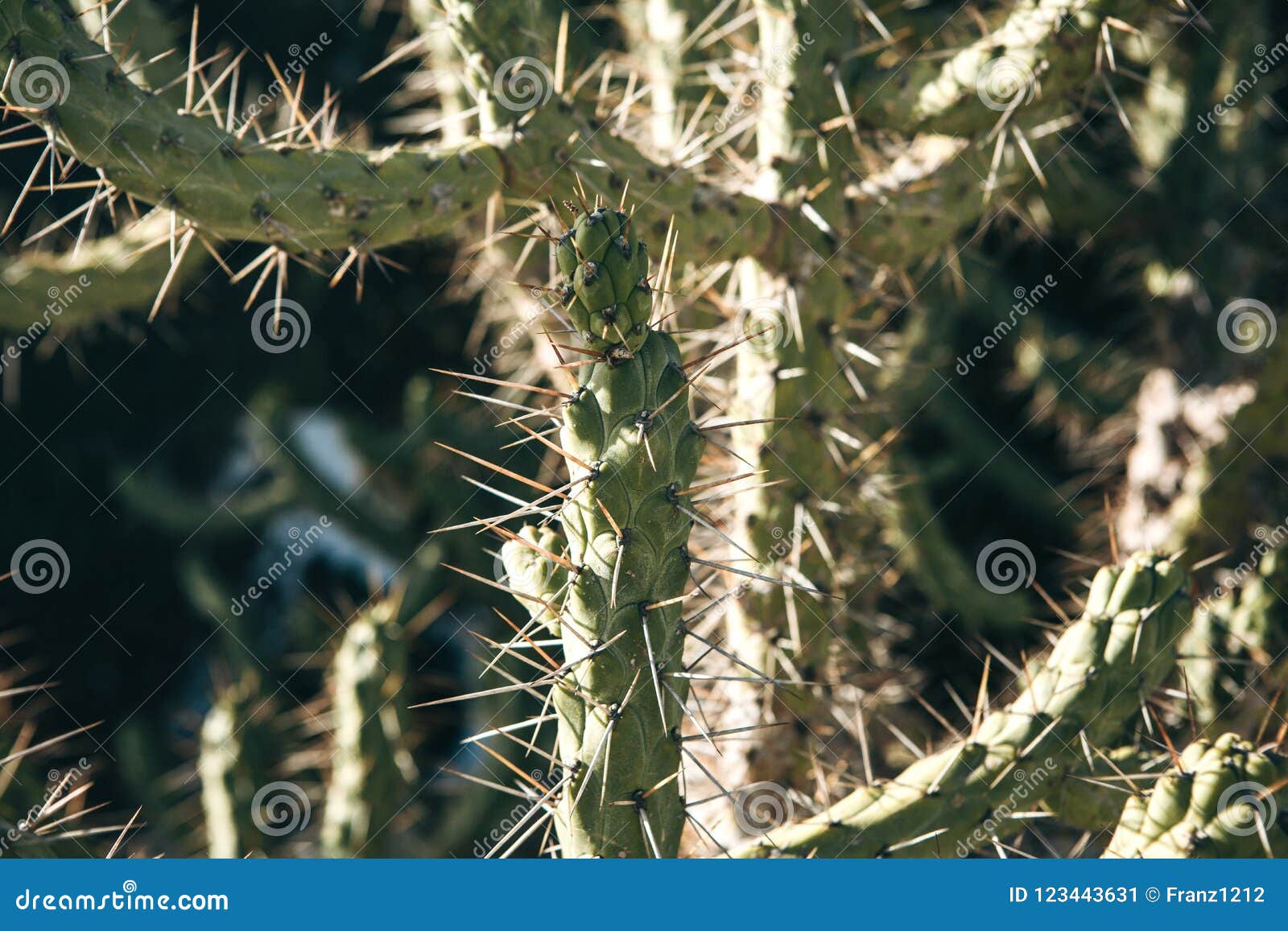Cactus Del Primer Con Las Espinas Dorsales Imagen de archivo - Imagen ...
