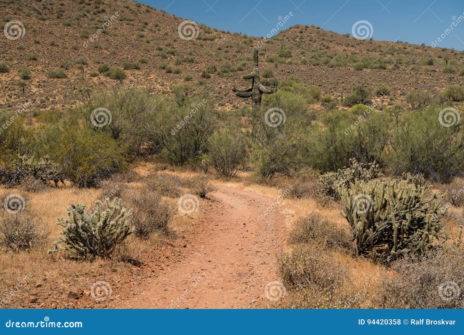 Cactus Del Saguaro En El Rastro Del Lavado De Apache Foto de archivo ...