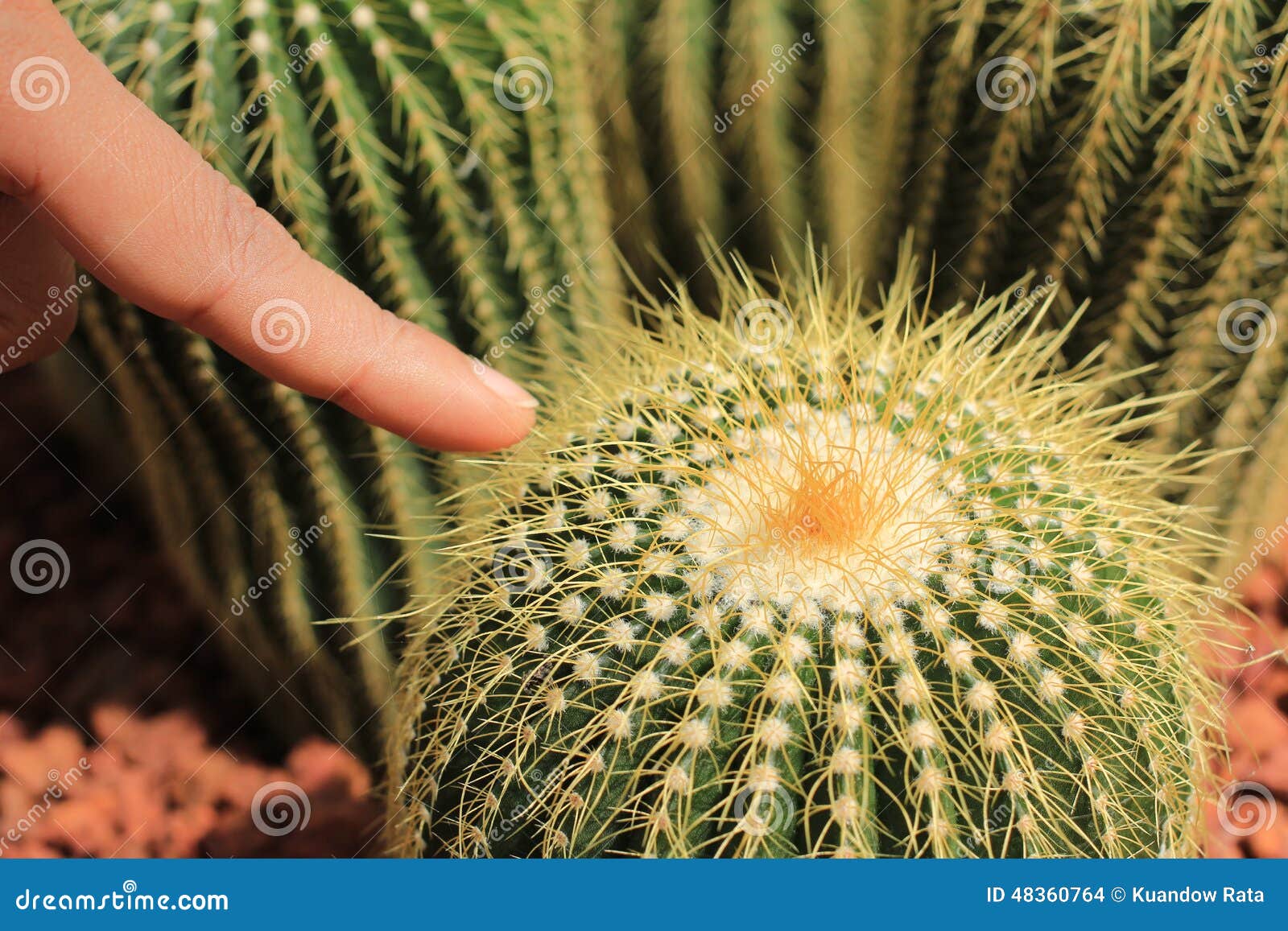Cactus Del Tacto Del Finger Foto de archivo - Imagen de cacto, cubo ...