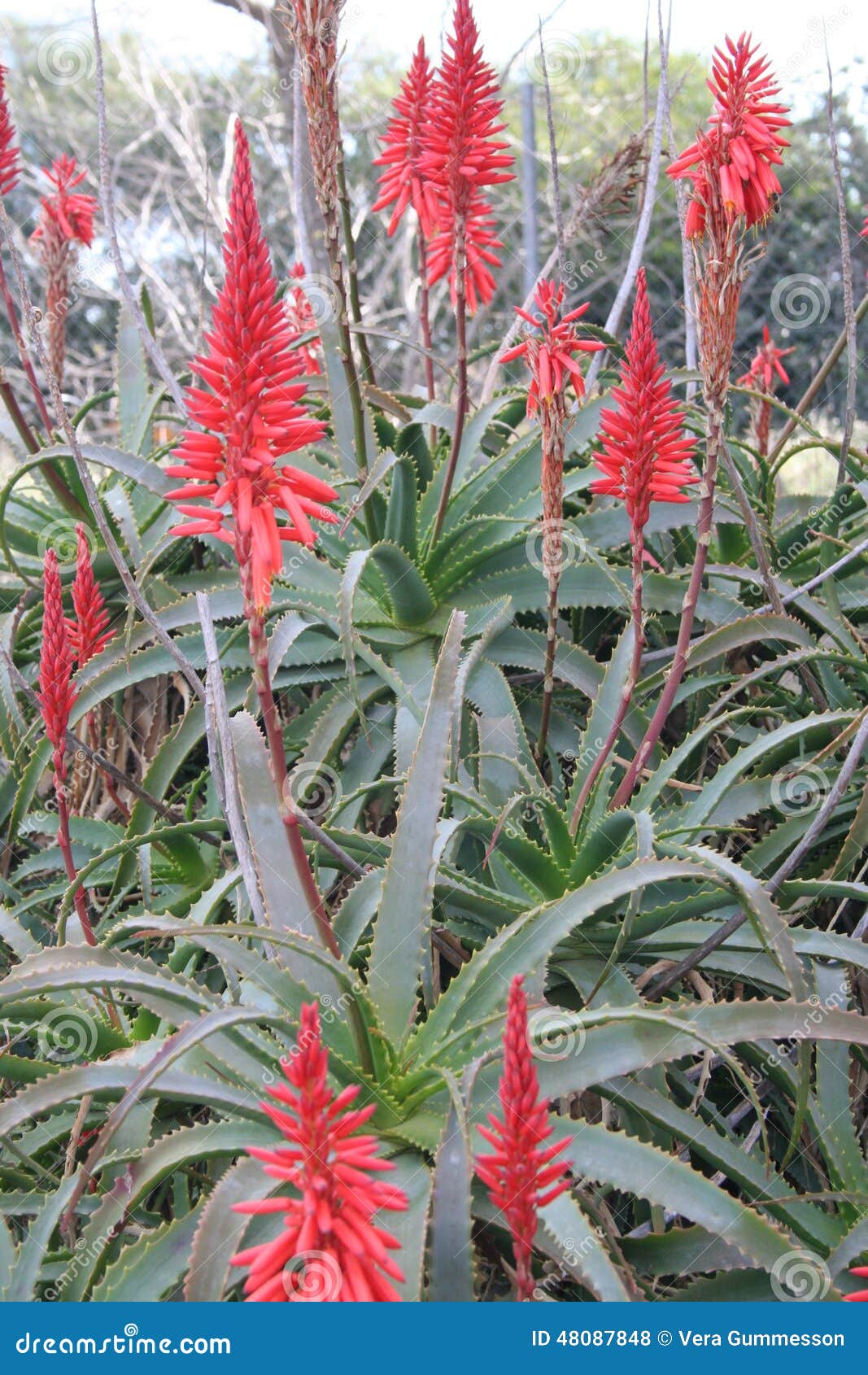 Cactus Dell'agave Con Il Fiore Fotografia Stock - Immagine di bello ...