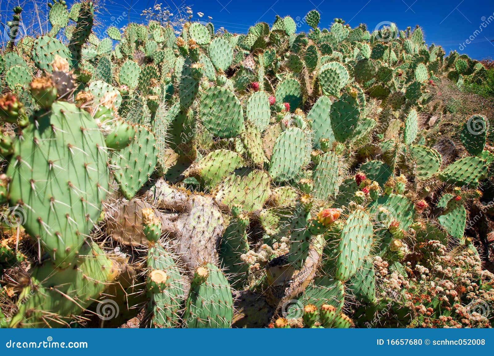 Cactus della California fotografia stock. Immagine di differente - 16657680