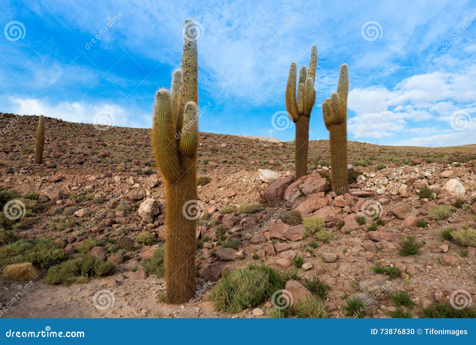 Cactus in the desert stock photo. Image of thorns, atacama - 73876830