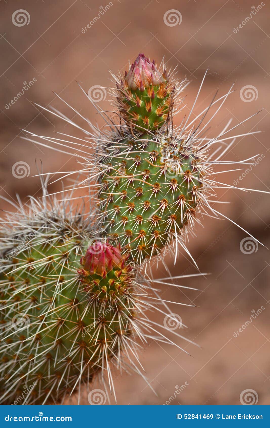 Cactus in Desert with Blossom Bud Stock Image - Image of needle, flower ...