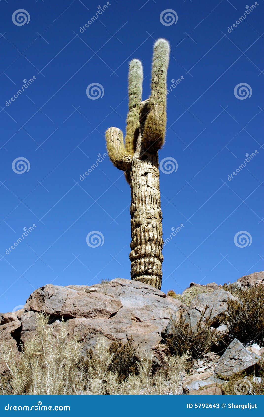 Cactus in desert, Chile stock image. Image of landscape - 5792643