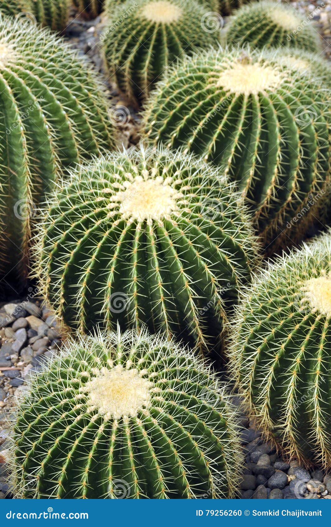 Cactus, Desert Plants, Beautiful Shape. Stock Photo - Image of grusonii ...