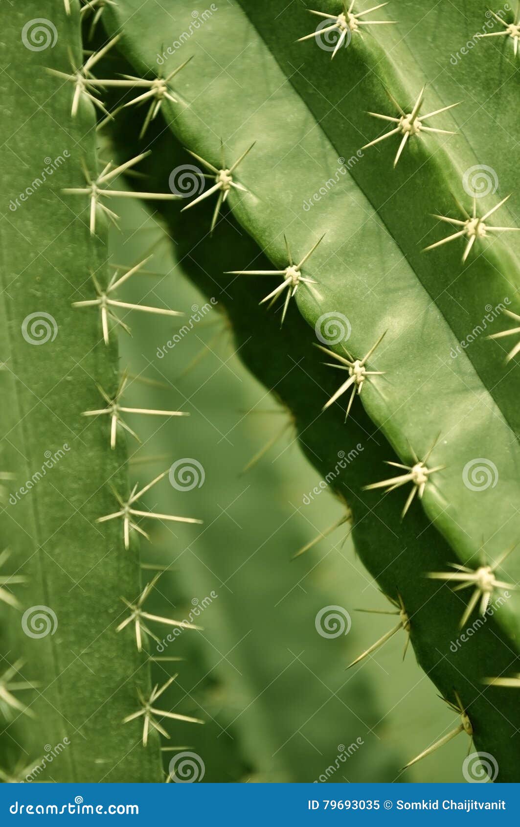 Cactus, Desert Plants, Beautiful Shape. Stock Image - Image of grusonii ...