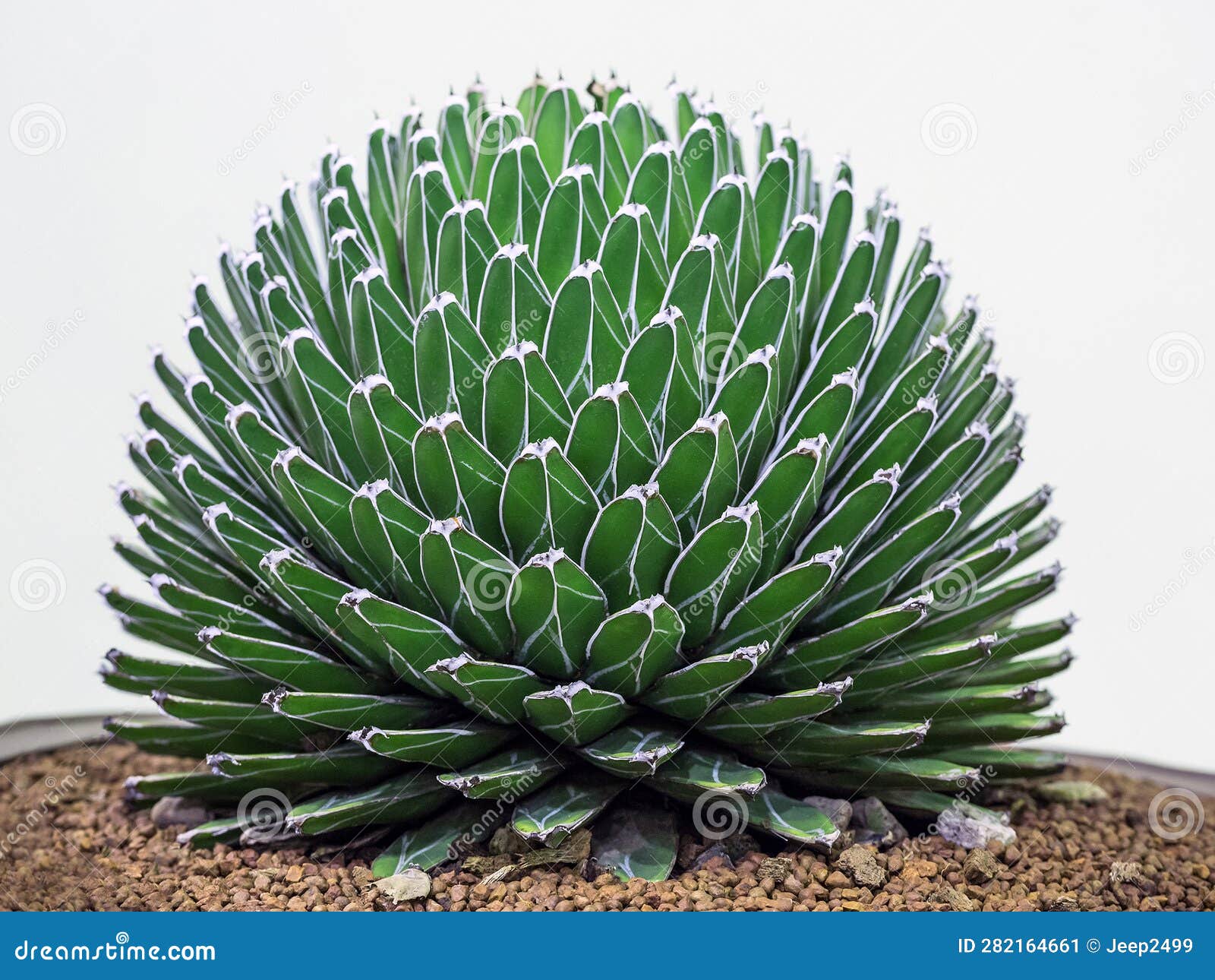 Cactus, desert plants. stock image. Image of fruit, closeup - 282164661
