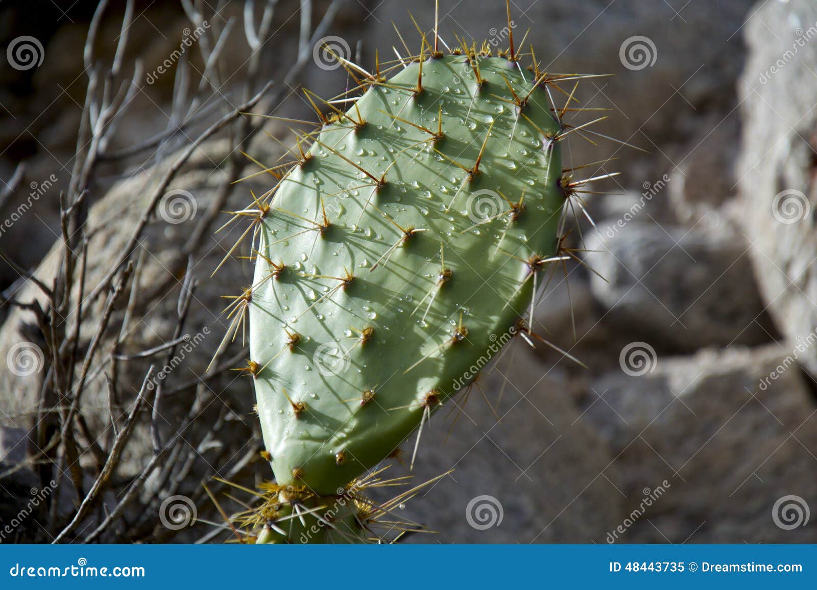 Gobi Desert Cactus