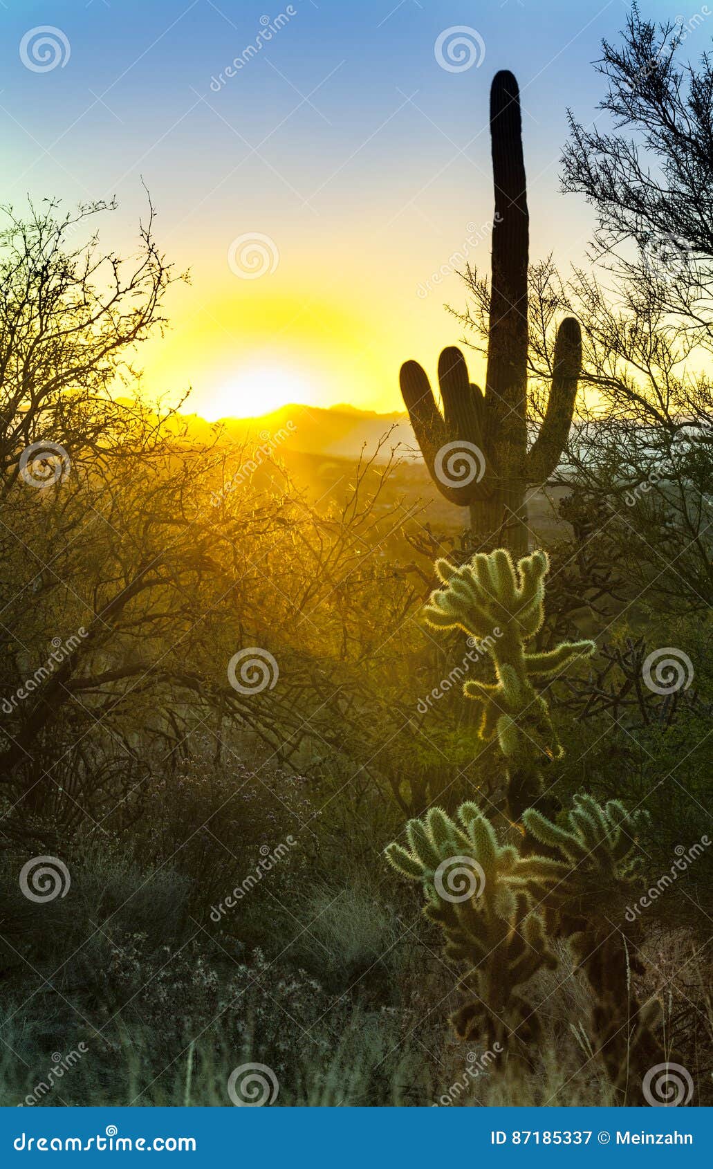 Cactus in the desert stock image. Image of pear, romance - 87185337