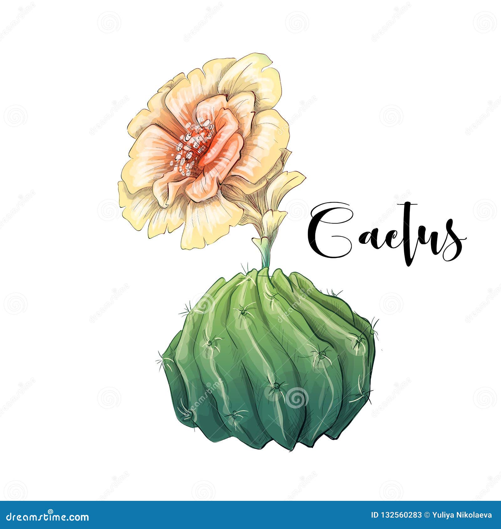 Cactus in Desert Vector and Illustration, Hand Drawn Style, Isolated on ...
