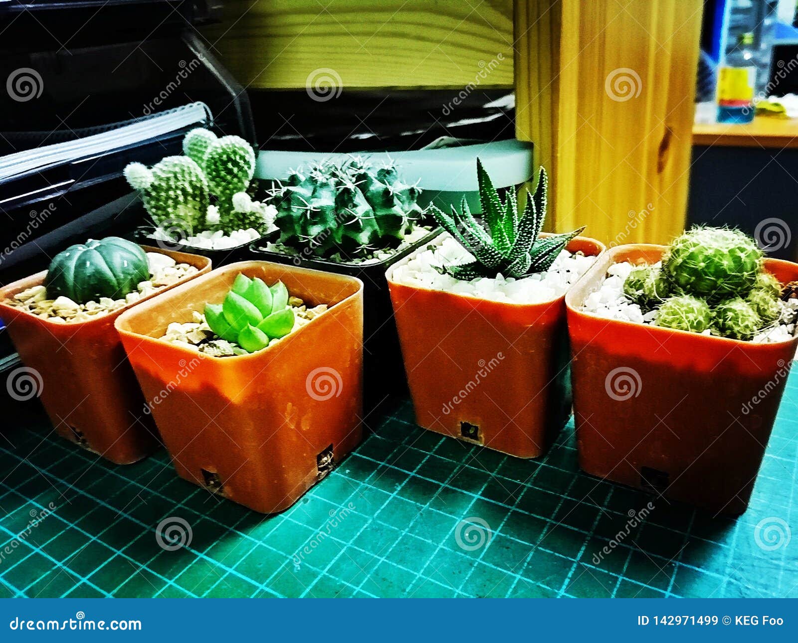 5& x27;Cactus stock image. Image of work, cactus - 142971499