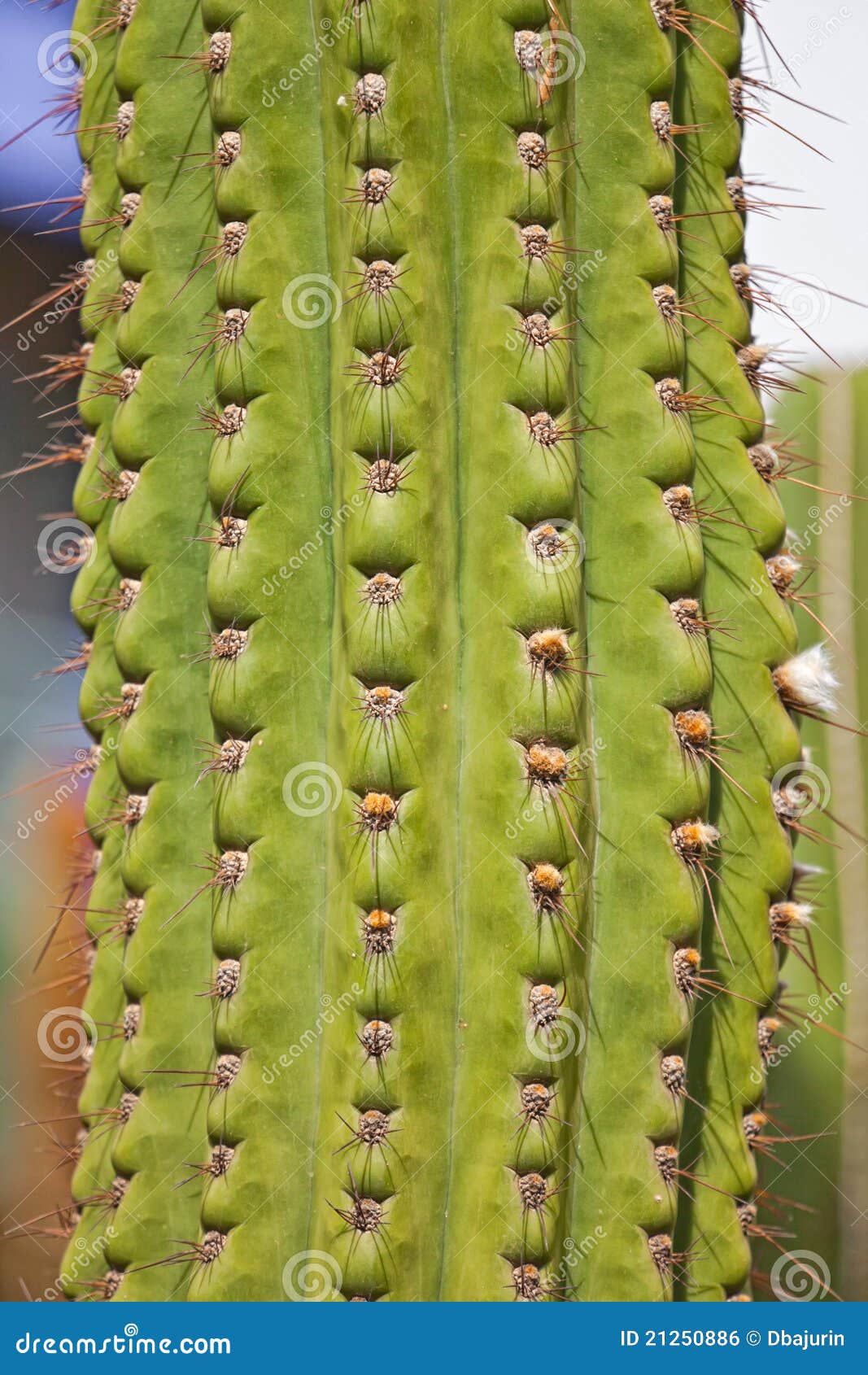 Cactus detail stock photo. Image of spine, botany, cactus - 21250886