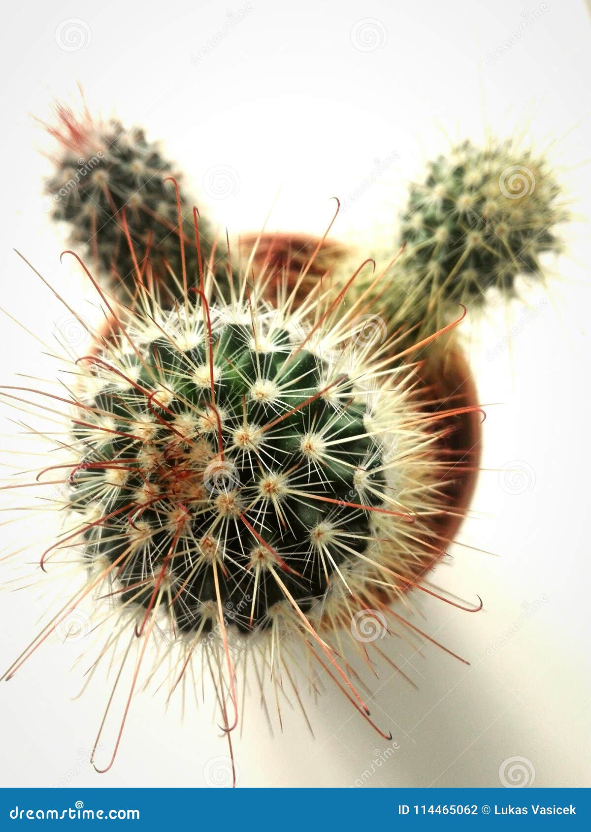 Cactus stock photo. Image of head, color, nature, macro - 114465062