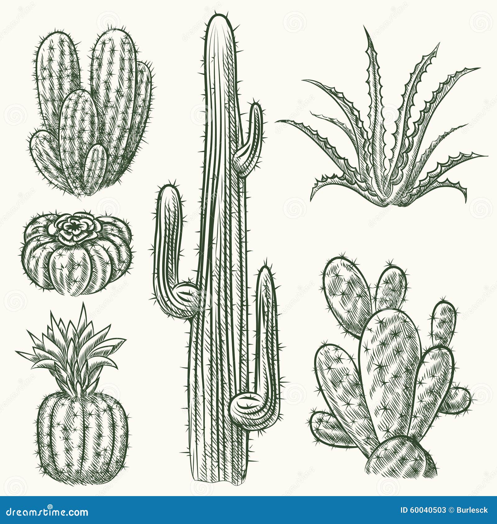 Cactus Dibujado Mano Del Vector Ilustración del Vector - Ilustración de ...