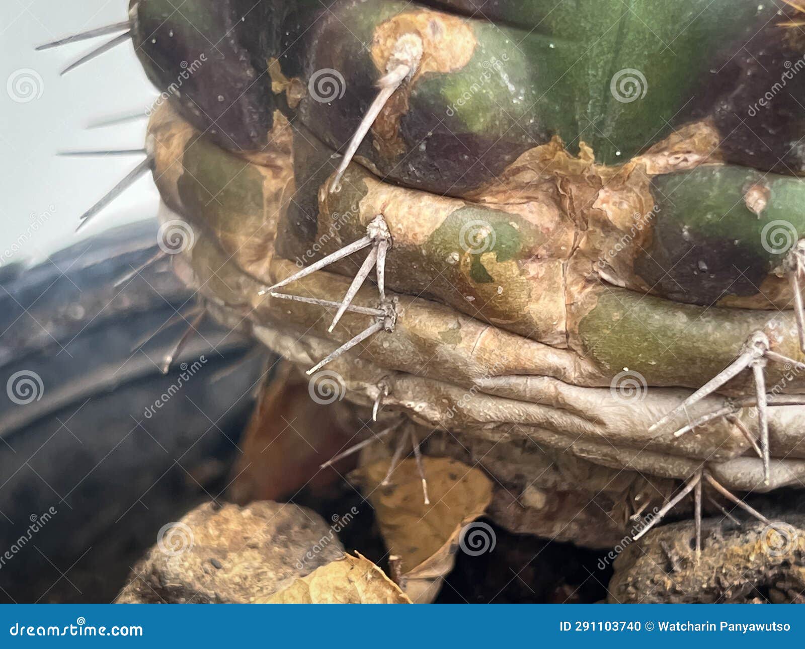 Cactus Disease,plant Rusts and Rot Problem Stock Photo - Image of sharp ...