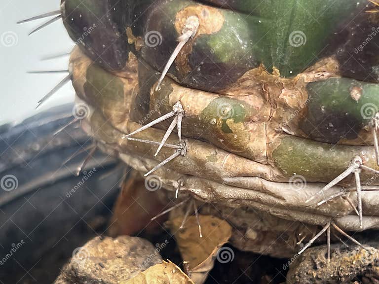 Cactus Disease,plant Rusts and Rot Problem Stock Photo - Image of sharp ...