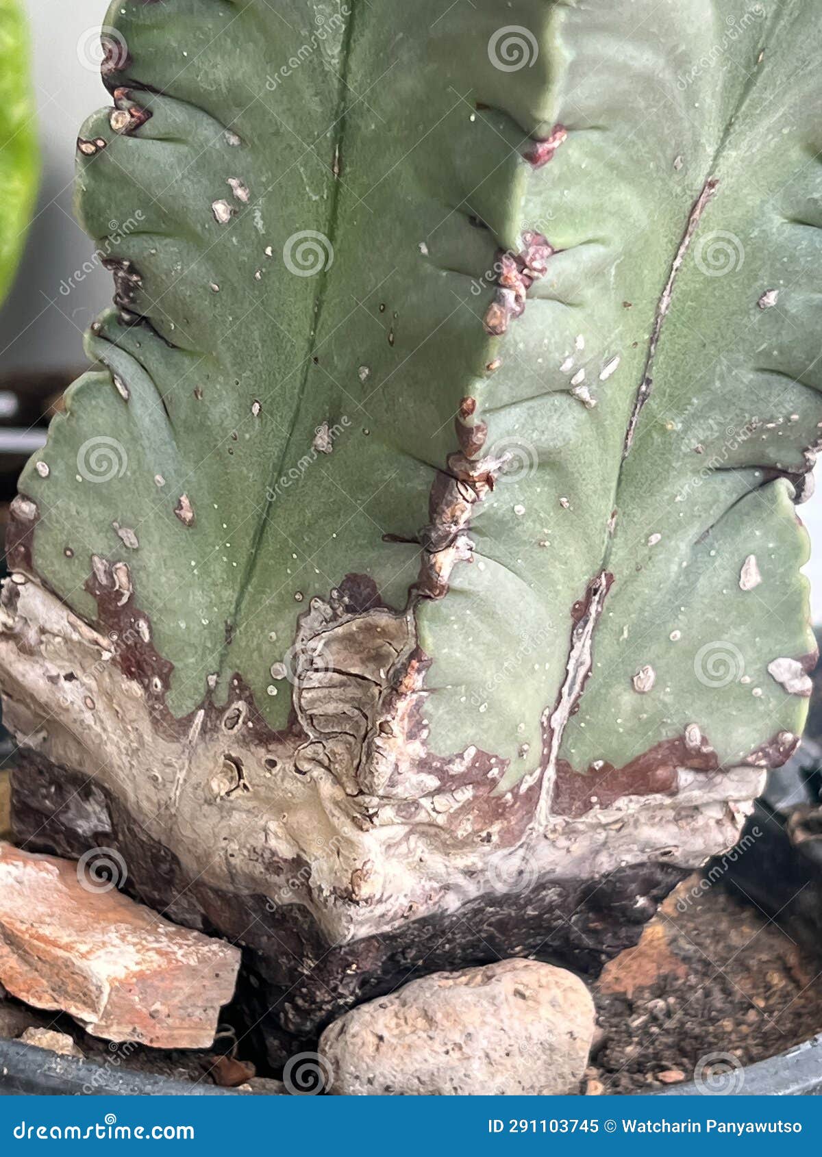 Cactus Disease,plant Rusts and Rot Problem Stock Image - Image of ...