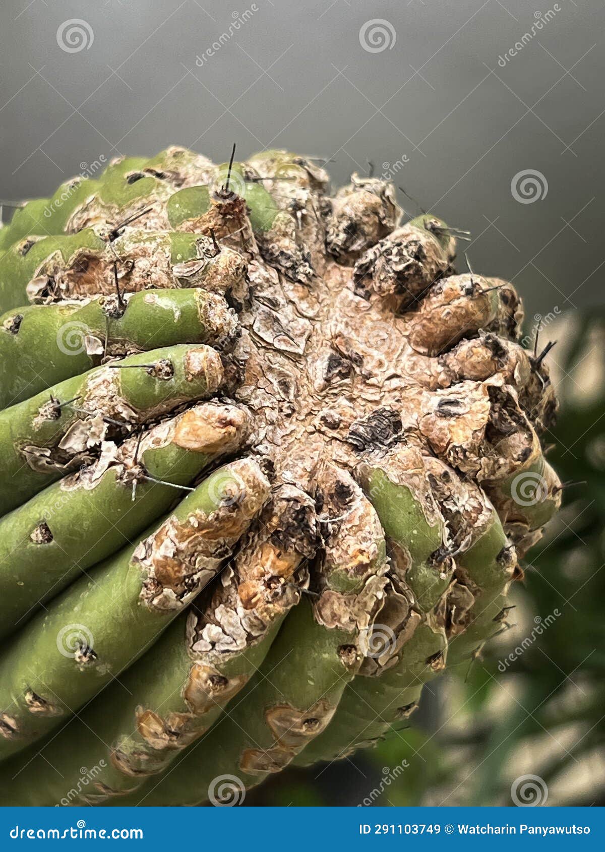 Cactus Disease,plant Rusts and Rot Problem Stock Image - Image of ...