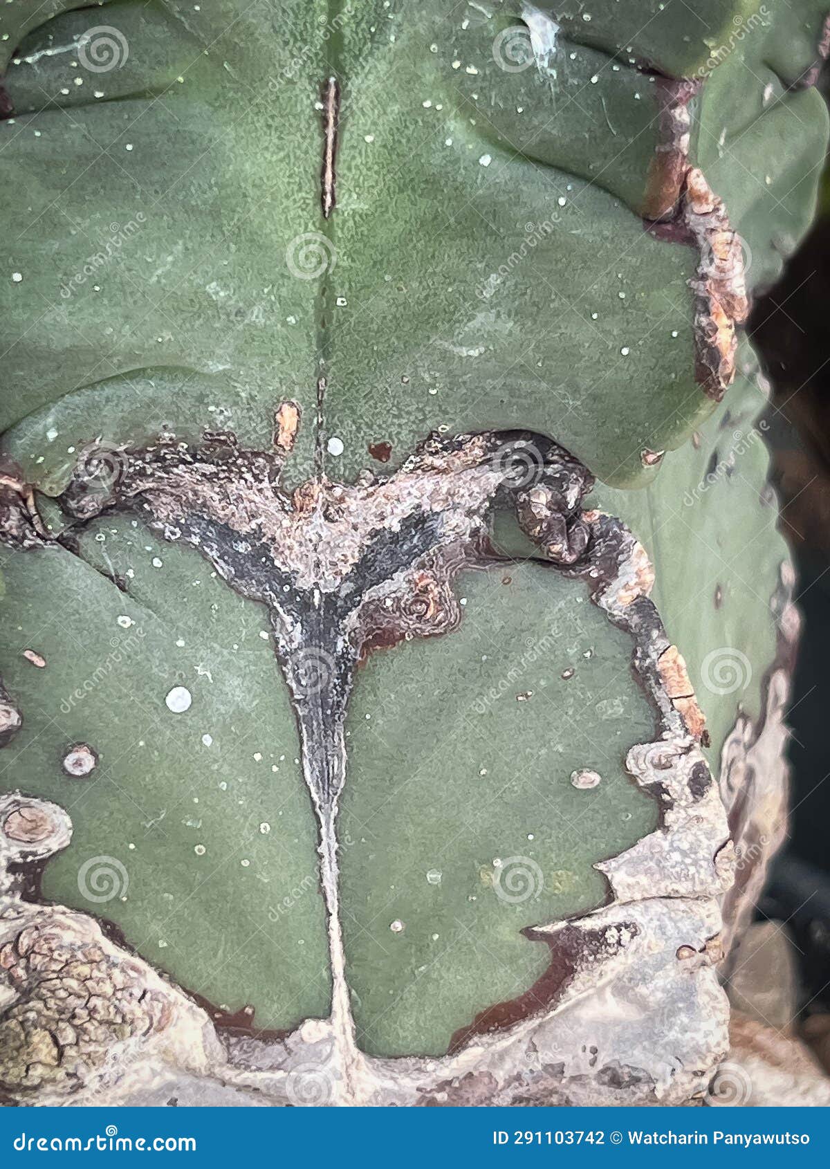 Cactus Disease,plant Rusts and Rot Problem Stock Photo - Image of thorn ...