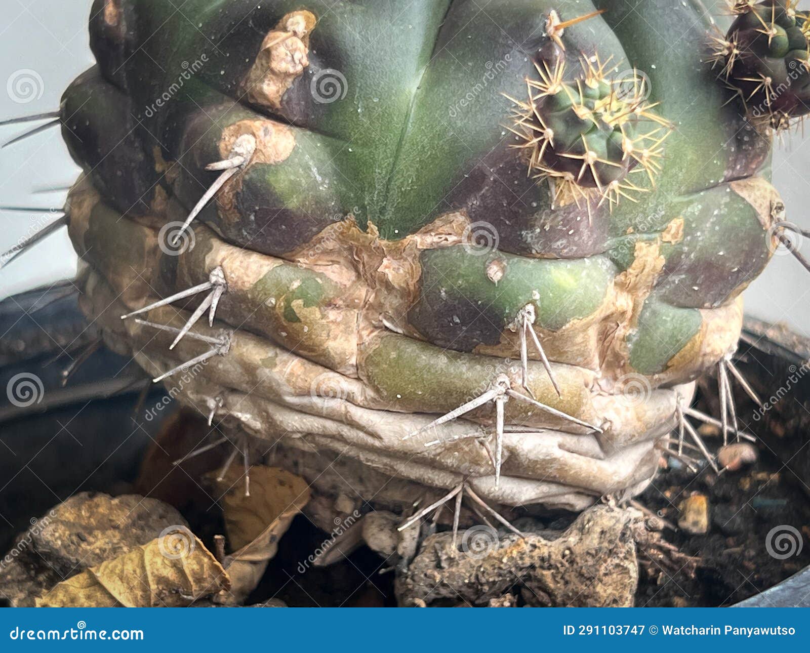 Cactus Disease,plant Rusts and Rot Problem Stock Image - Image of root ...