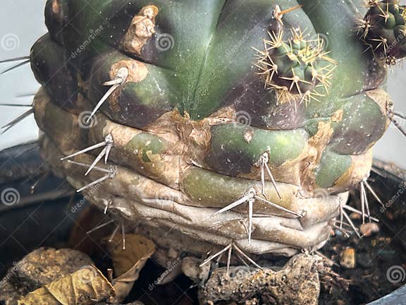 Cactus Disease,plant Rusts and Rot Problem Stock Image - Image of root ...