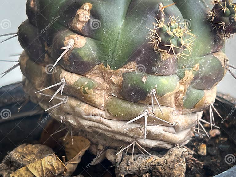 Cactus Disease,plant Rusts and Rot Problem Stock Image - Image of root ...