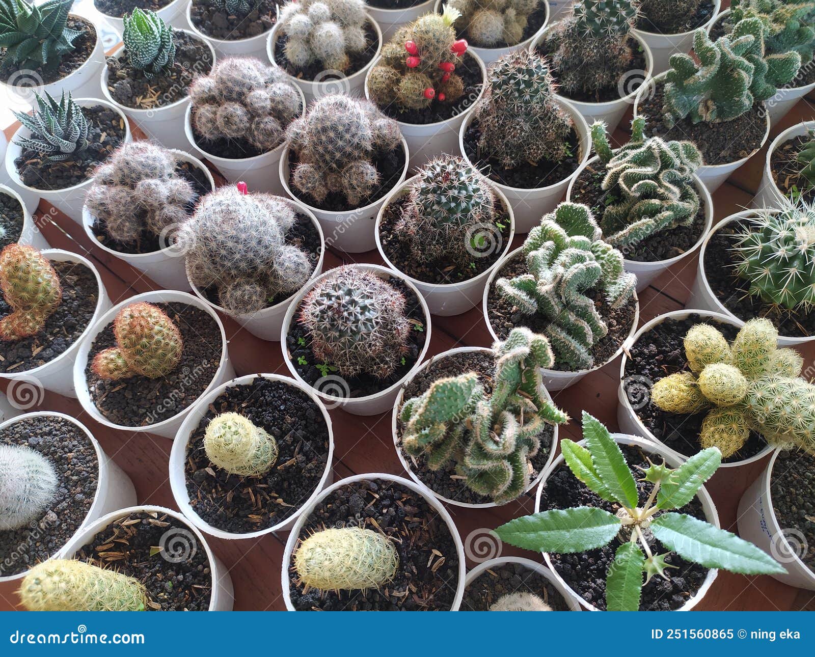 Cactus Display on Exhibition Stock Image - Image of exhibition, plant ...