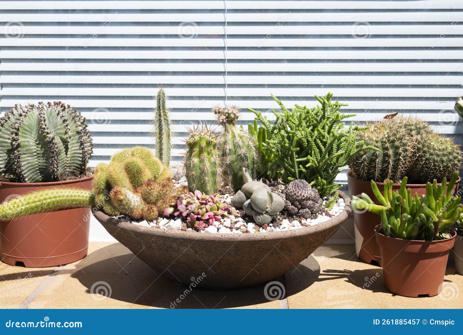 Cactus Display Including a Cactus Bowl on an Exterior Window Ledge ...