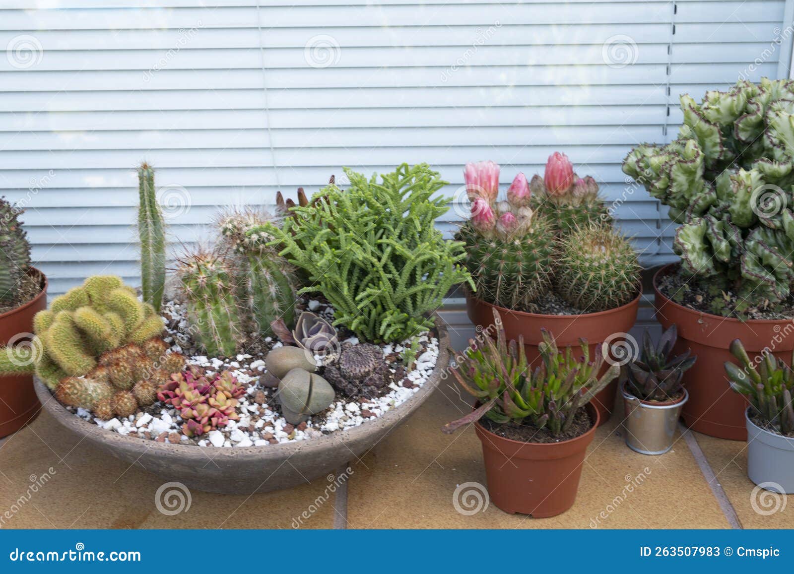 Cactus Display Including a Cactus Bowl Stock Image - Image of lined ...