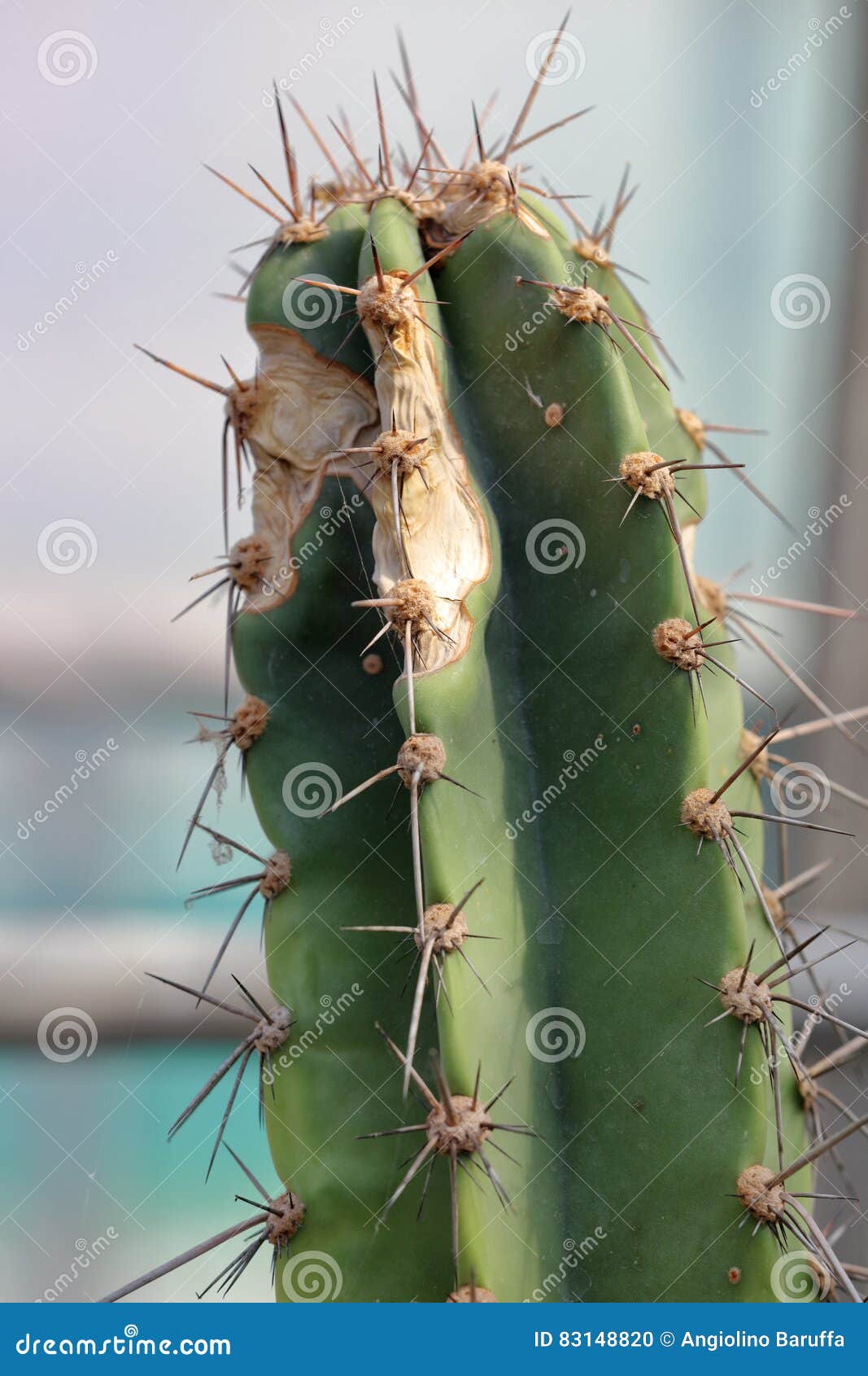 Cactus e spine fotografia stock. Immagine di succulente - 83148820