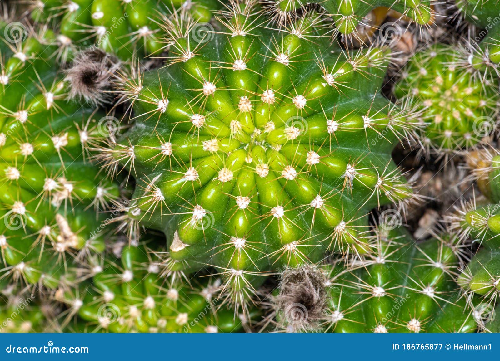 Green Cactus Shoot stock image. Image of nature, cactus - 186765877