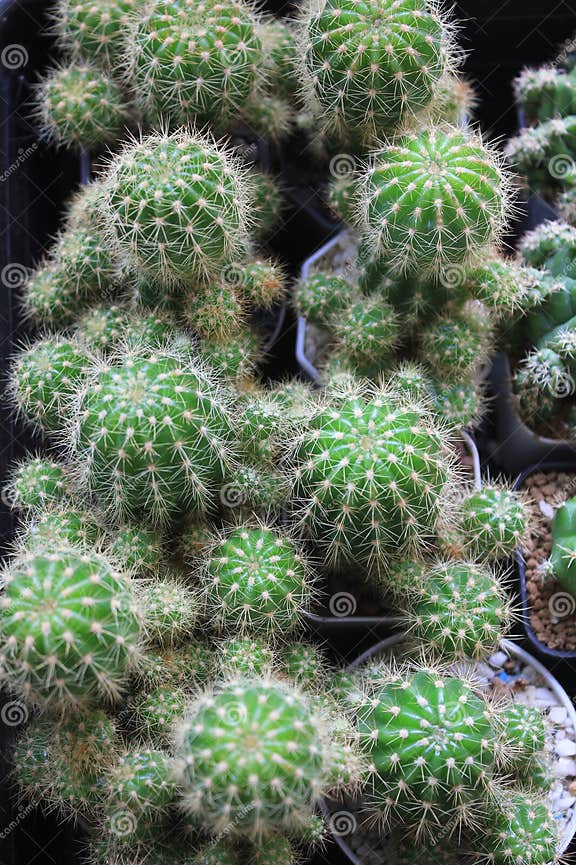 Cactus Echinopsis Small Spines Stock Image - Image of full, garden ...