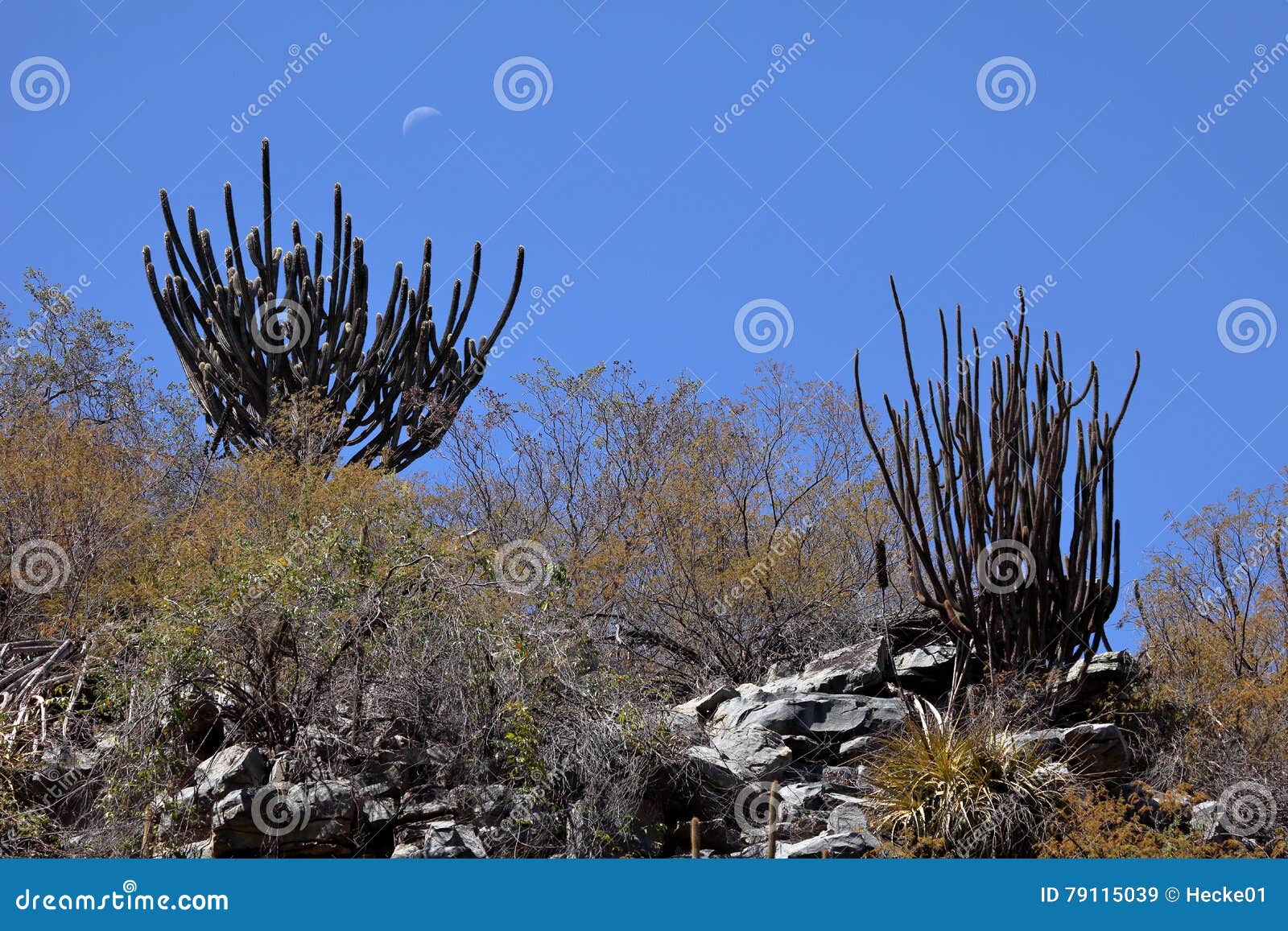 Cactus En El Caatinga En El Brasil Imagen de archivo - Imagen de brasil ...