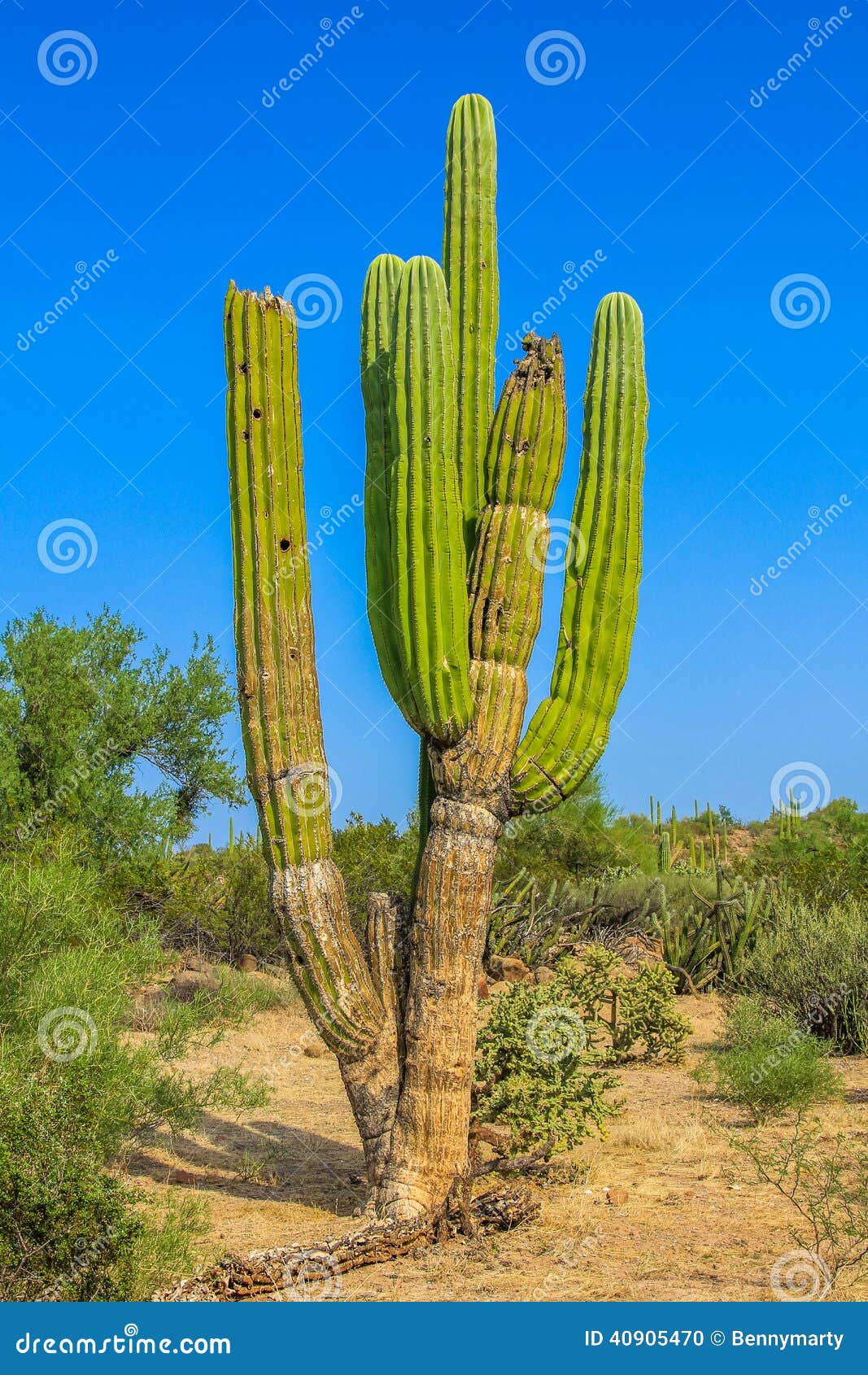Cactus En El Della California Sur (Messico) De Baja Foto de archivo ...