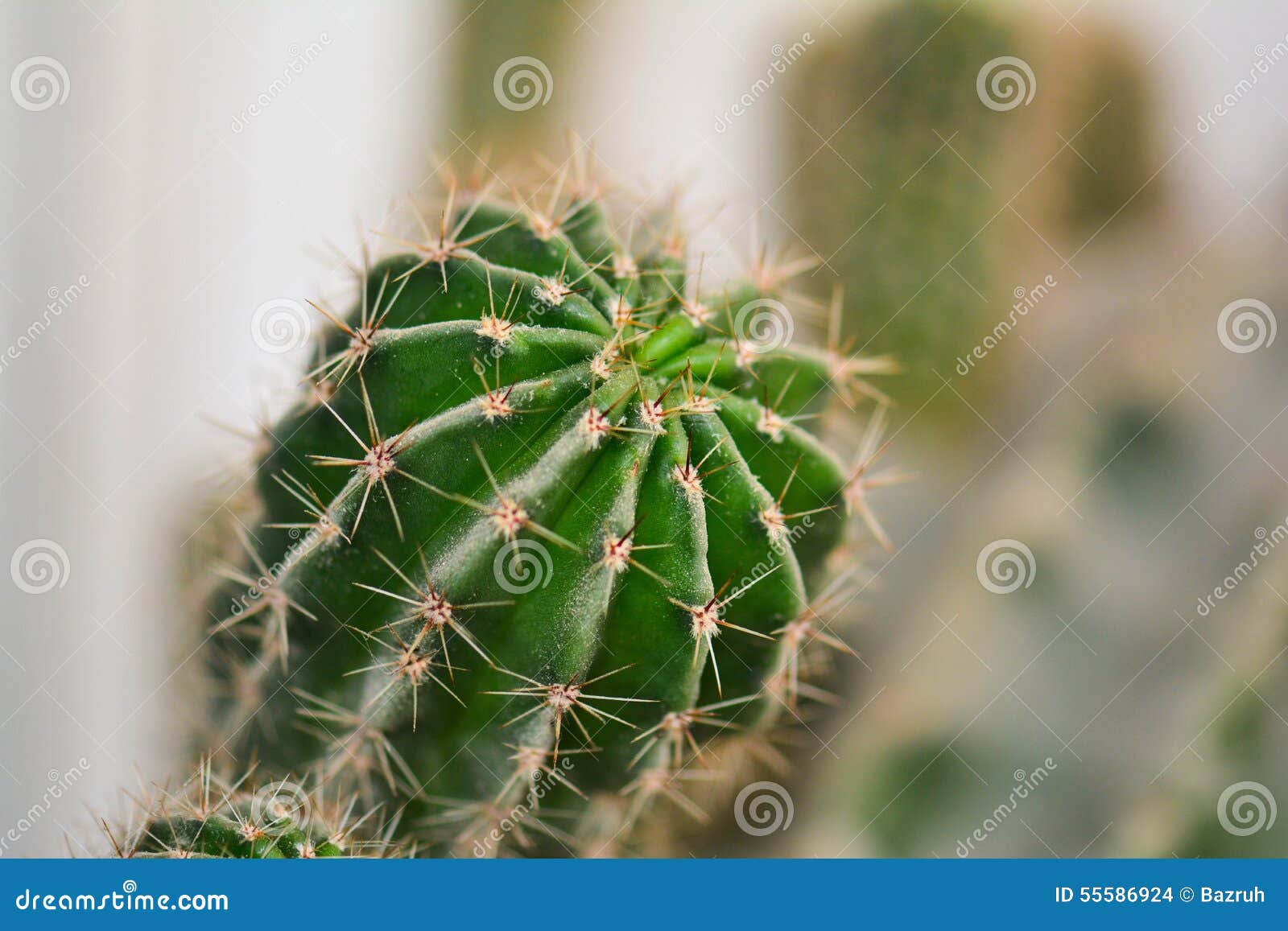 Cactus espinoso foto de archivo. Imagen de escénico, sereno - 55586924