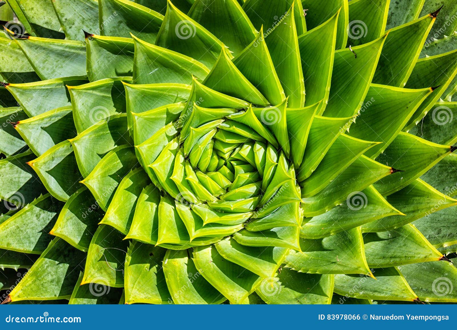 Cactus espirales del áloe foto de archivo. Imagen de blanco - 83978066