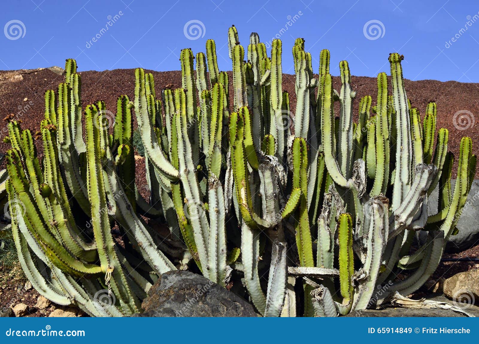 Cactus Euphorbia Trigona African Milk Tree Bottom-up Shot Against The ...