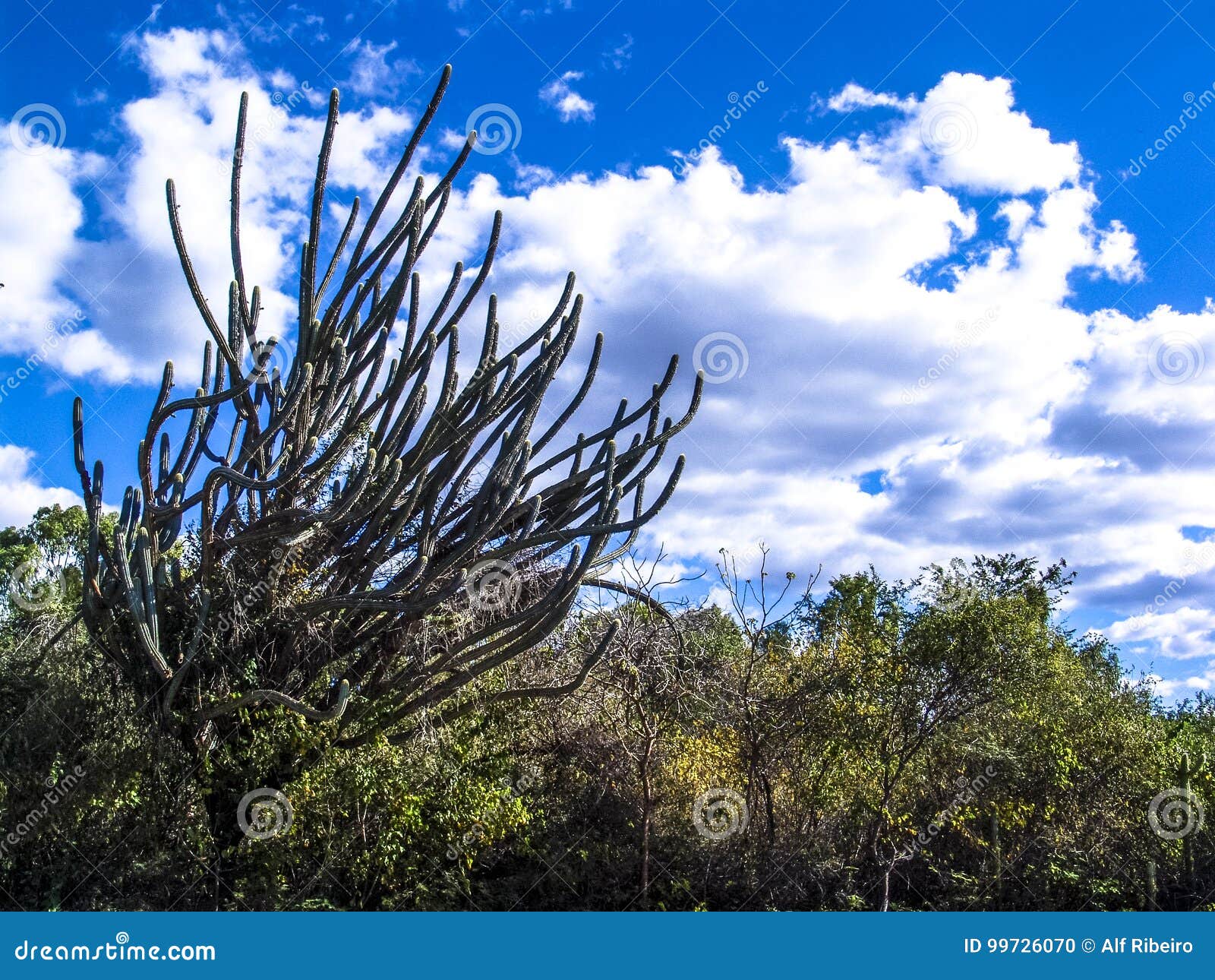 Cactus stock photo. Image of flora, nature, caatinga - 99726070