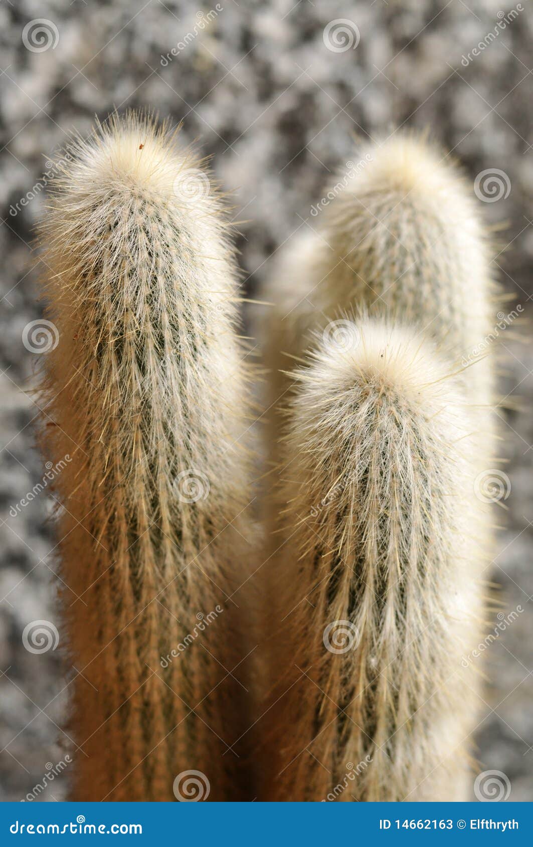 Cactus family stock image. Image of spiky, cactus, plant - 14662163