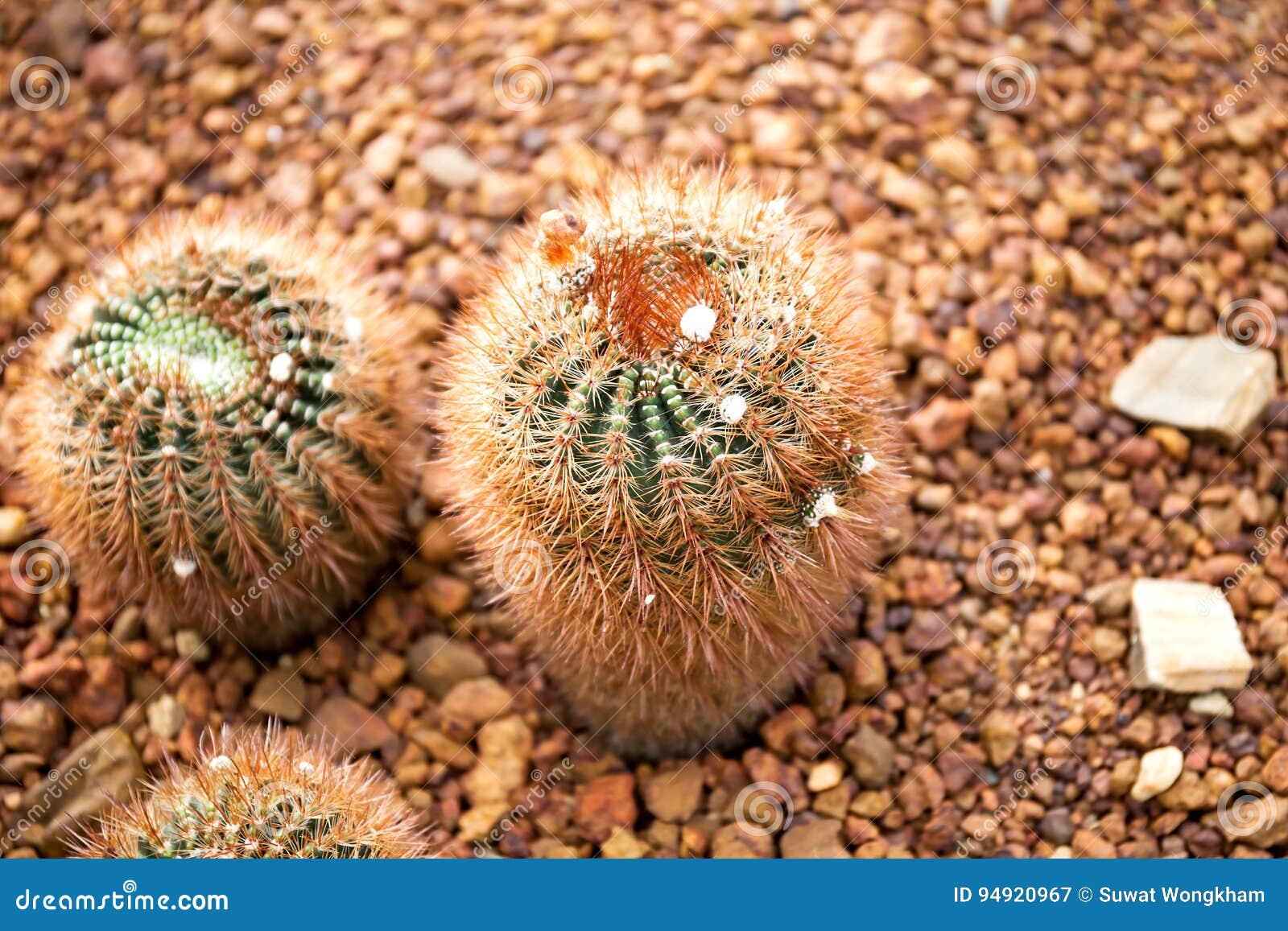 Cactus Family, Barrel Cactus Stock Image - Image of family, isolated ...