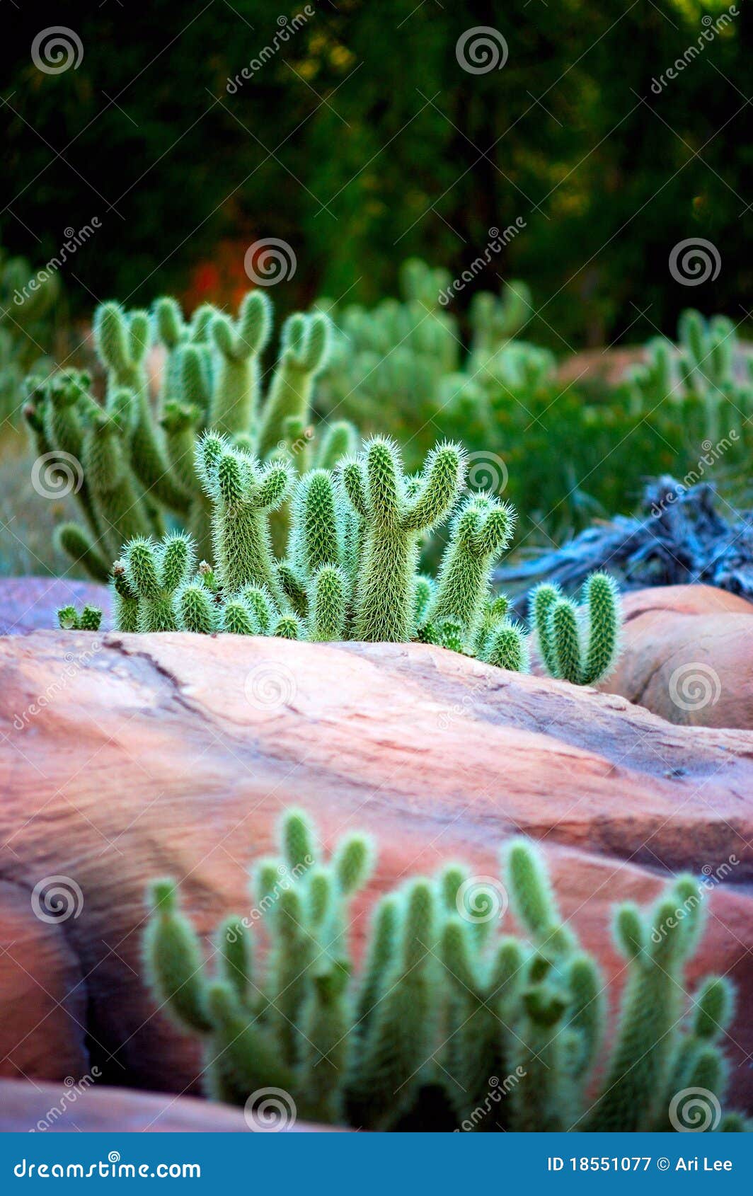 Cactus farm stock image. Image of care, aloe, good, cosmetics - 18551077