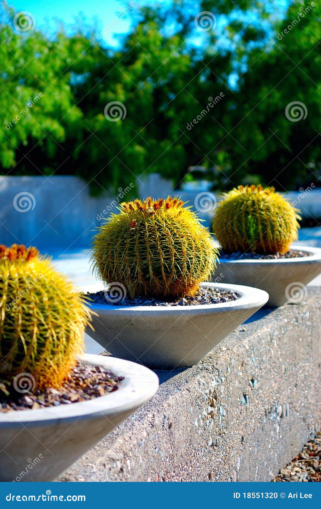 Cactus farm stock photo. Image of exotic, agave, arid - 18551320