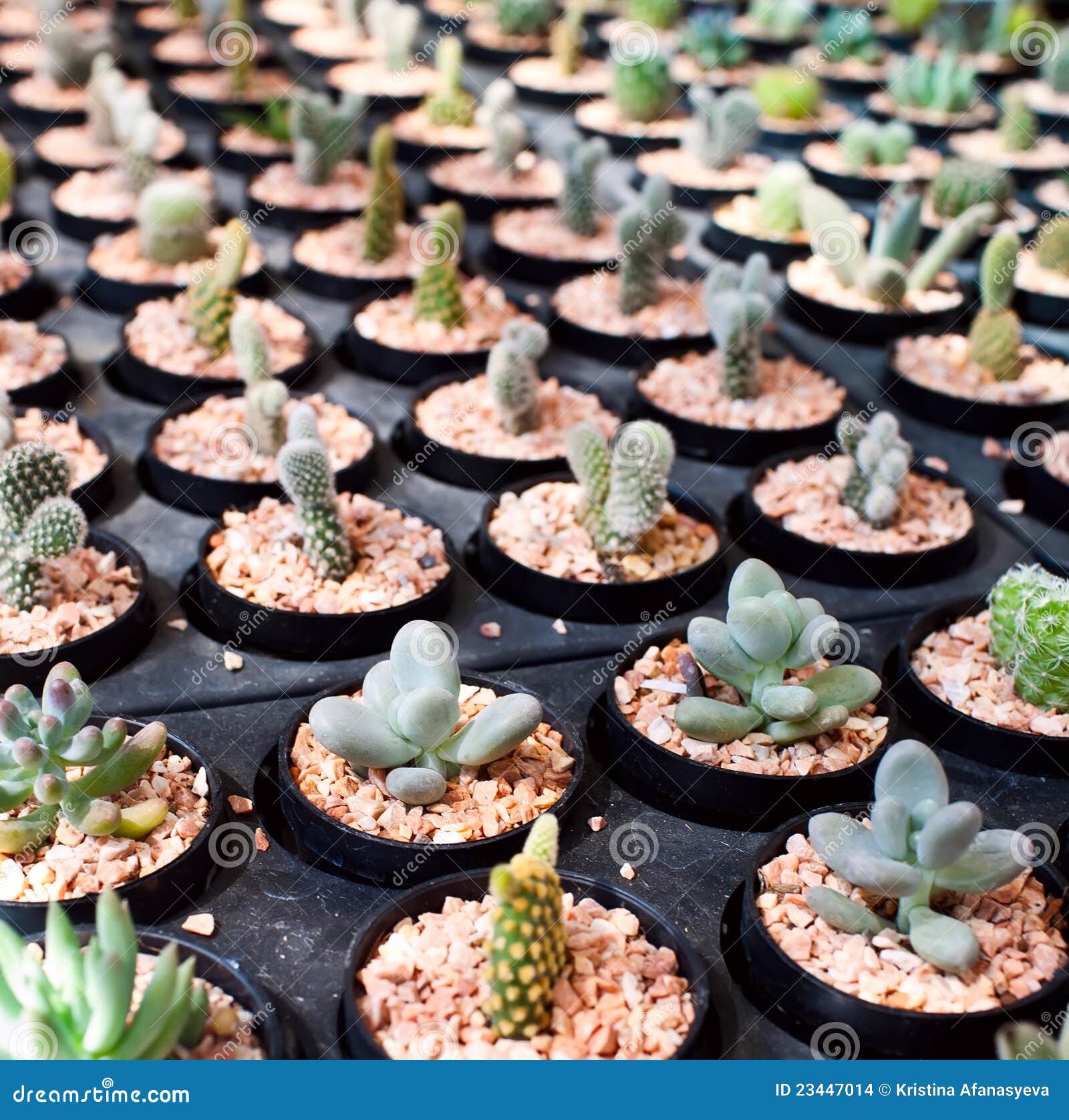 Cactus farm stock photo. Image of botanic, succulent - 23447014