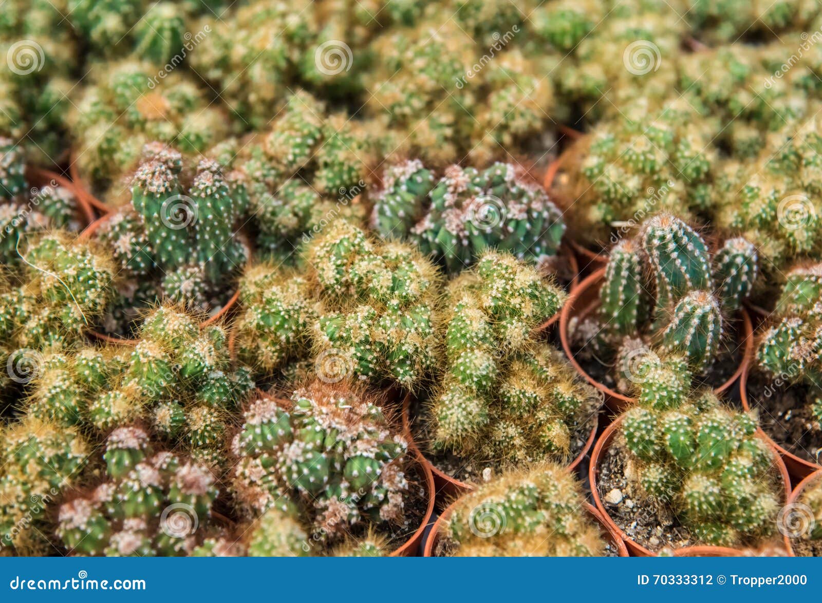 Cactus farm in greenhouse. stock photo. Image of cacti - 70333312