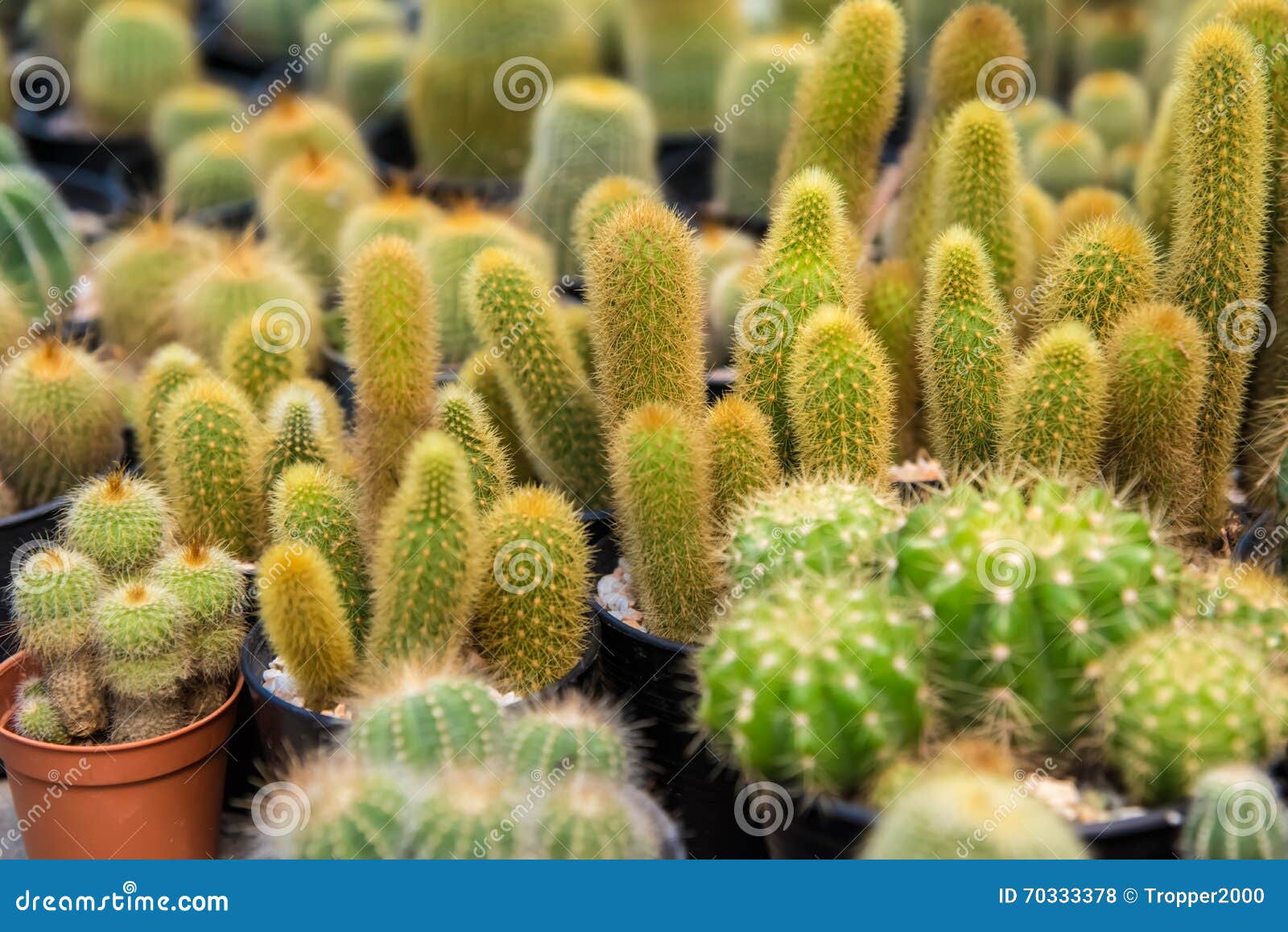 Cactus farm in greenhouse. stock photo. Image of exotic - 70333378