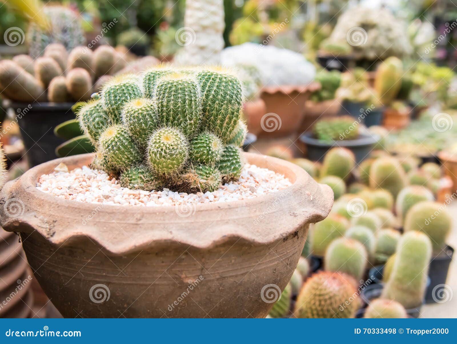 Cactus farm in greenhouse. stock photo. Image of desert - 70333498